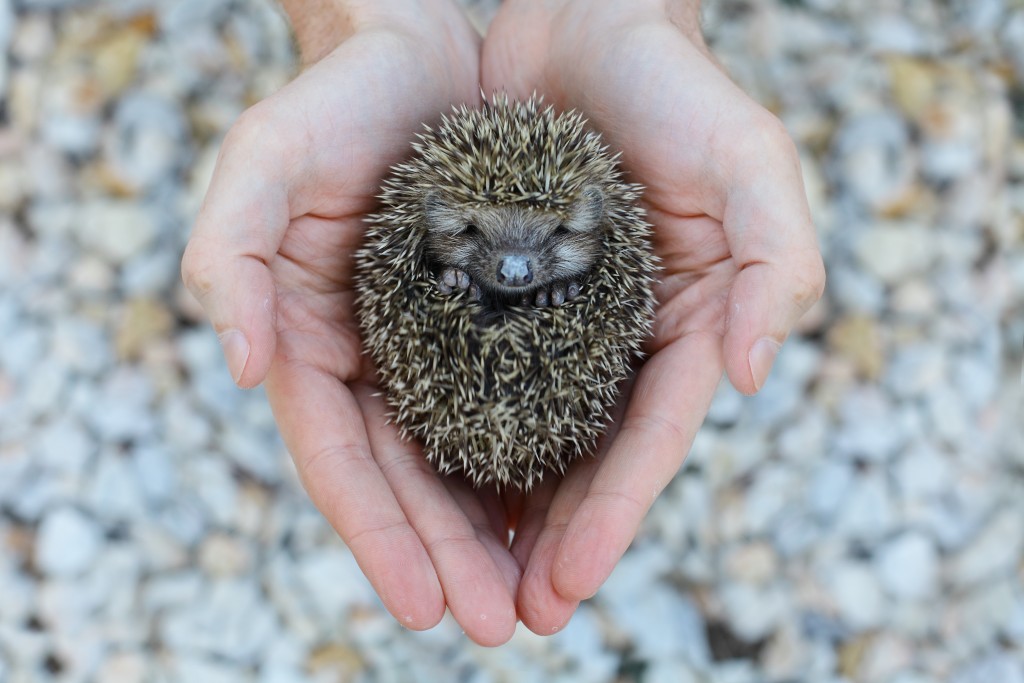 Look at this adorable hedgehog from Japan