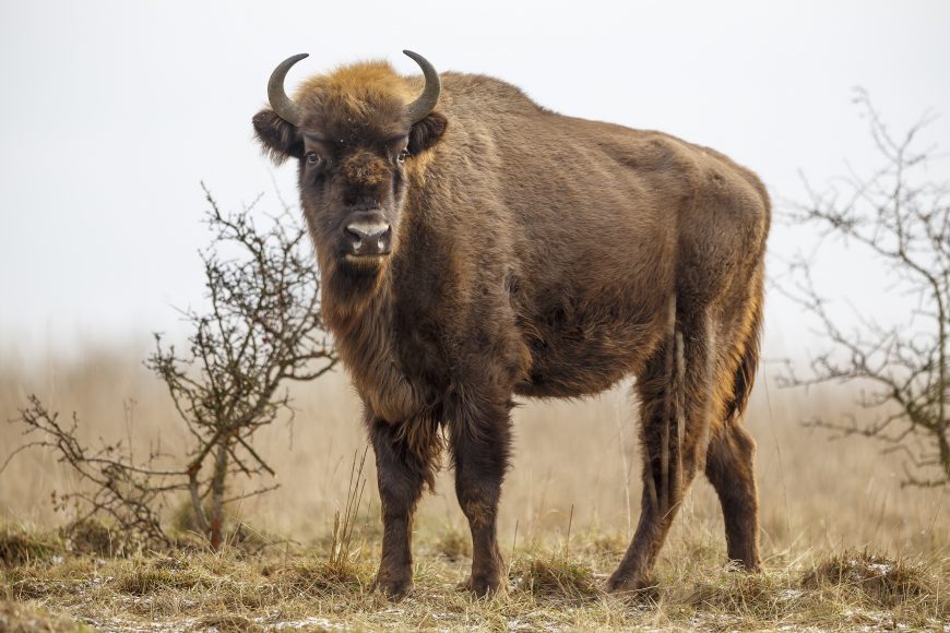 Meet the Higgs bison, a newly discovered hybrid Ice Age species